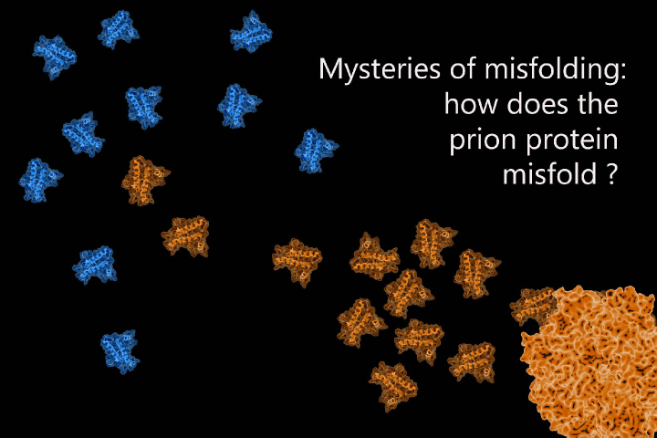 Mysteries of misfolding: how does the prion protein misfold ...