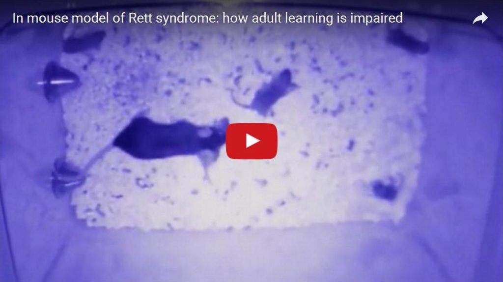 In mouse model of "Rett syndrome" research reveals how adult learning ...