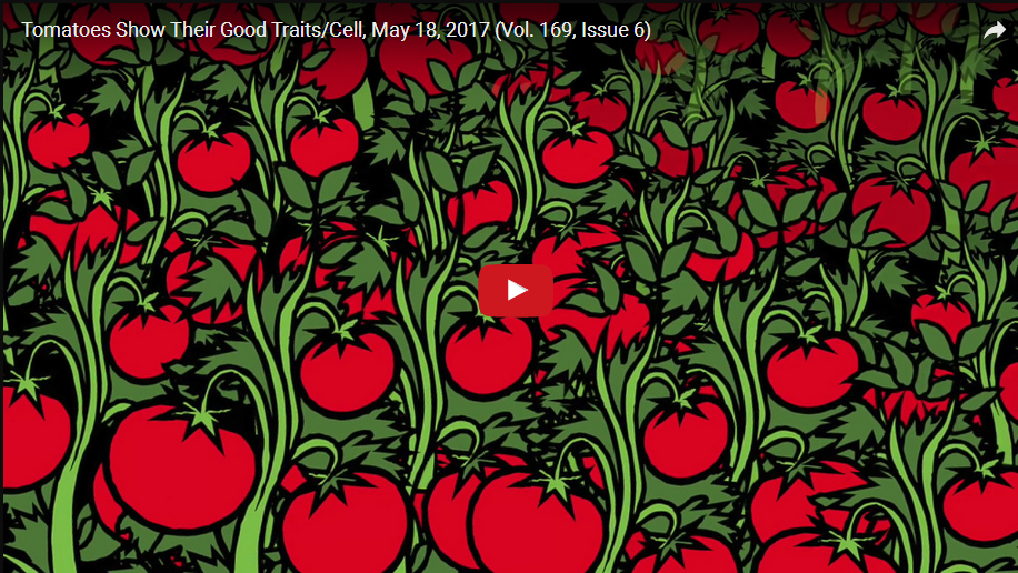 Untangling the genetic legacy of tomato domestication; understanding ...