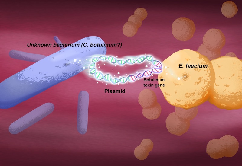 Botulinum-type toxins jump to a new kind of bacteria - Jaivikshastram ...